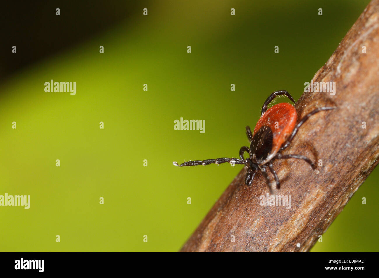 European castor bean tick, European sheep tick (Ixodes ricinus ...