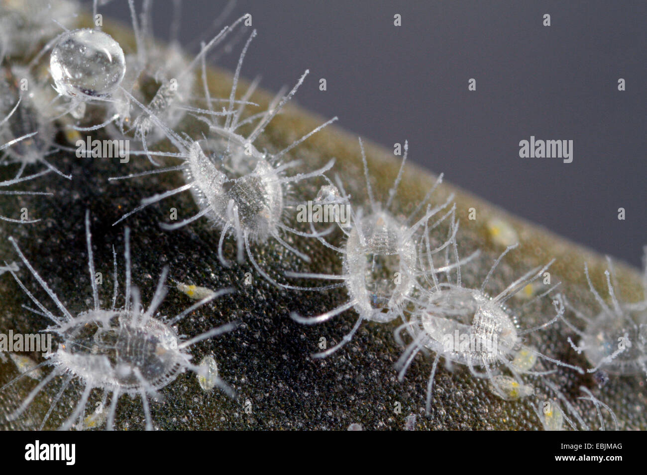 Greenhouse whitefly hi-res stock photography and images - Alamy