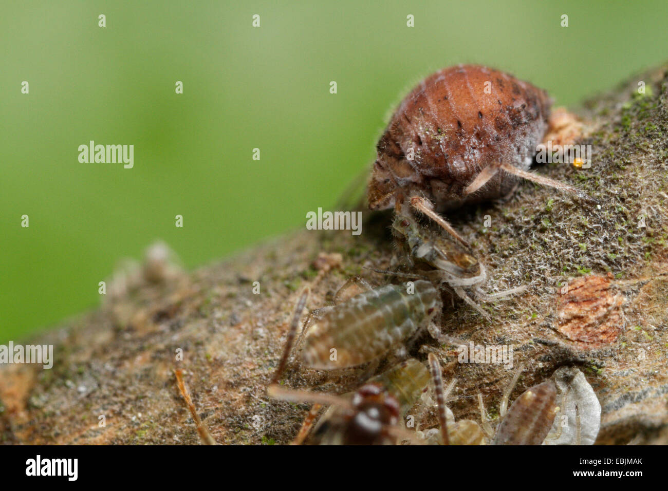 Parasitized aphid hi-res stock photography and images - Alamy
