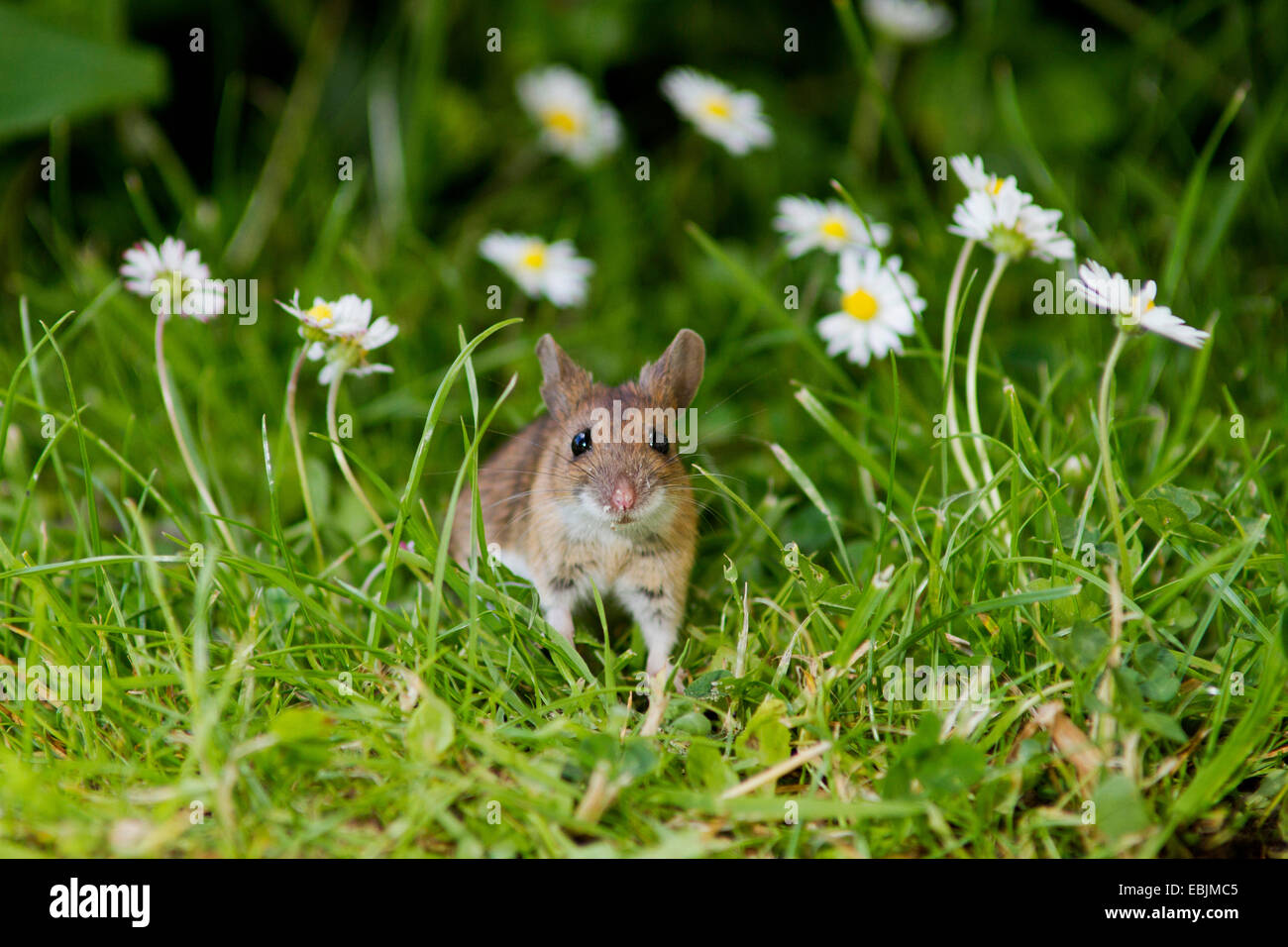 Meadow mouse hi-res stock photography and images - Alamy