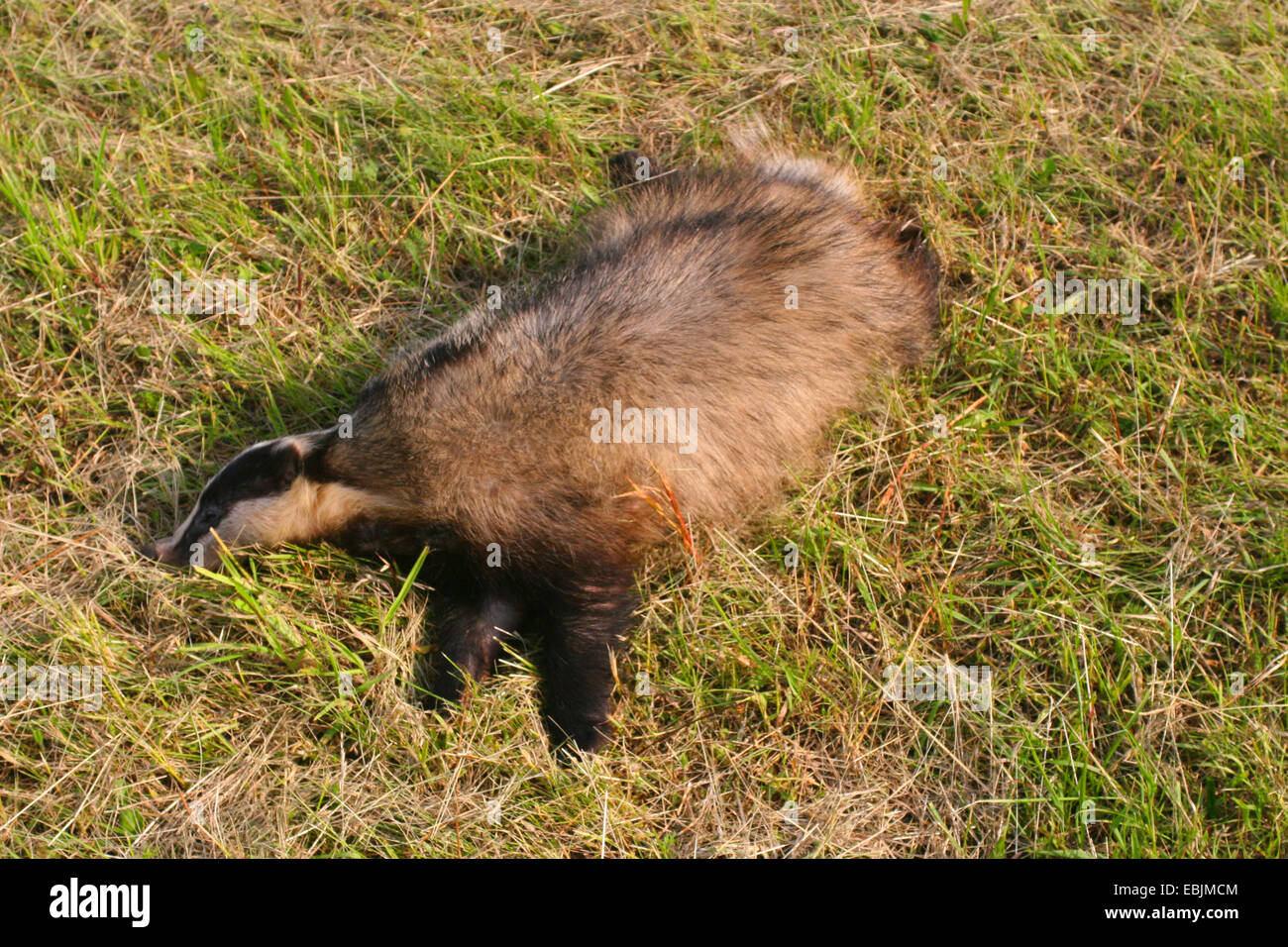 Dead badger lying knocked down in a meadow hi-res stock photography and ...