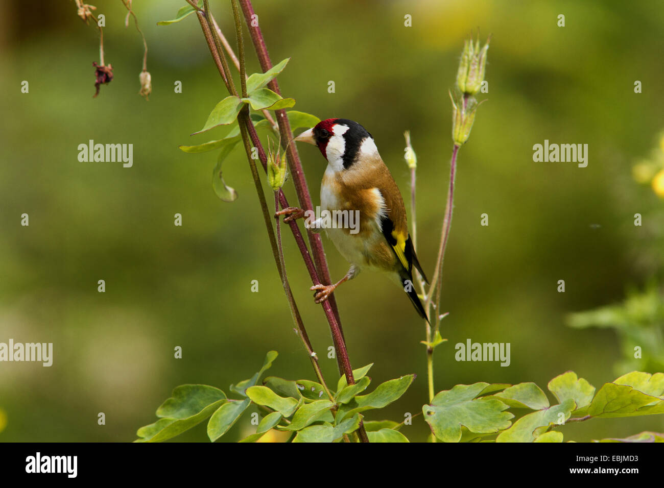 Portrait format goldfinch hi-res stock photography and images - Alamy