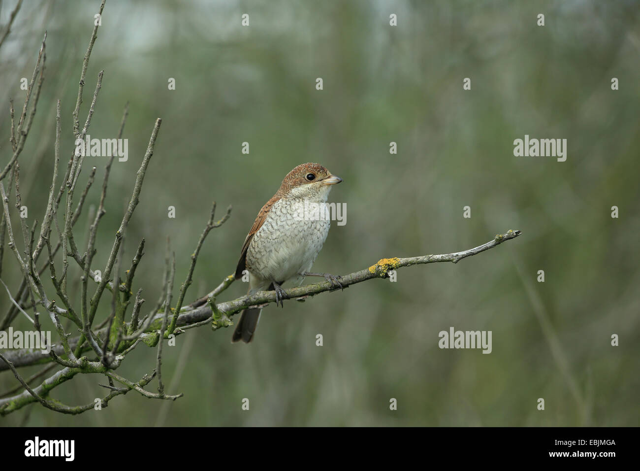 Red backed shrike uk hi-res stock photography and images - Alamy