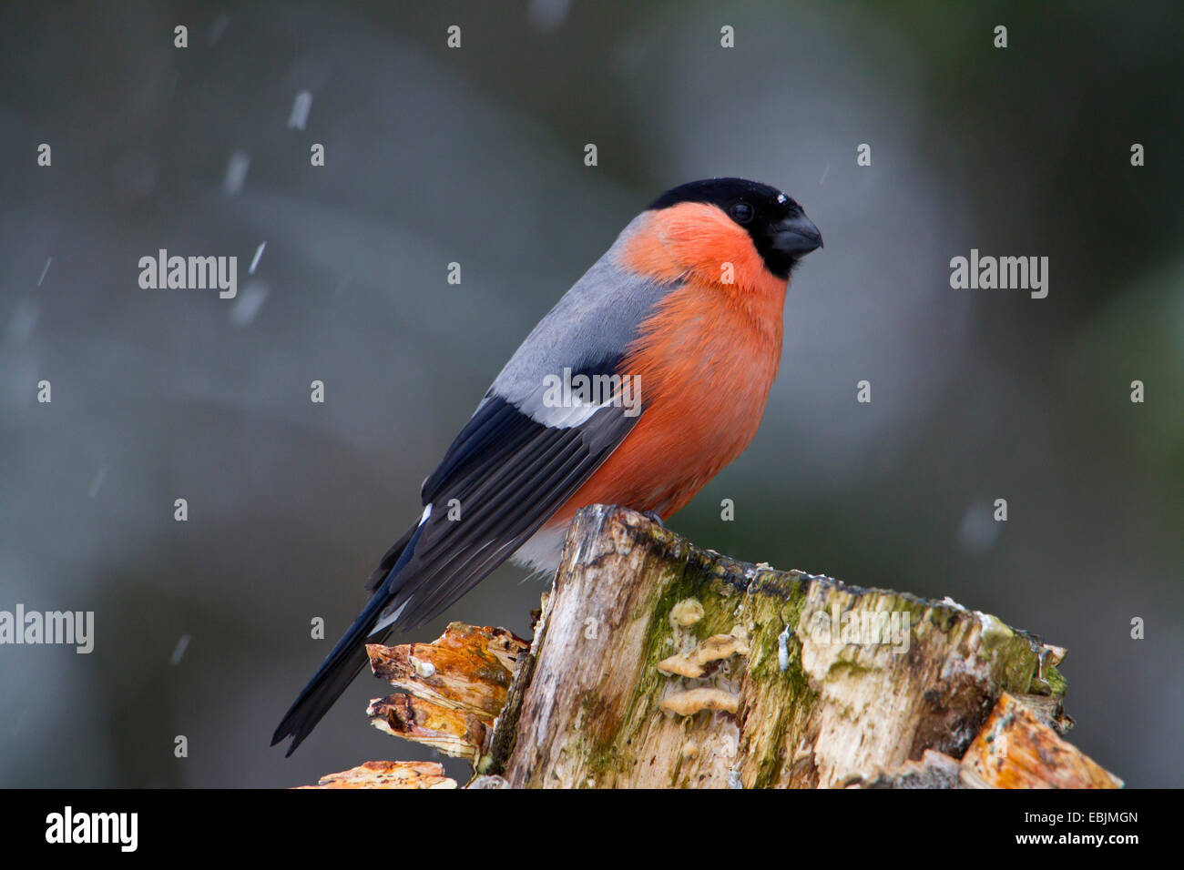 bullfinch, Eurasian bullfinch, northern bullfinch (Pyrrhula pyrrhula ...