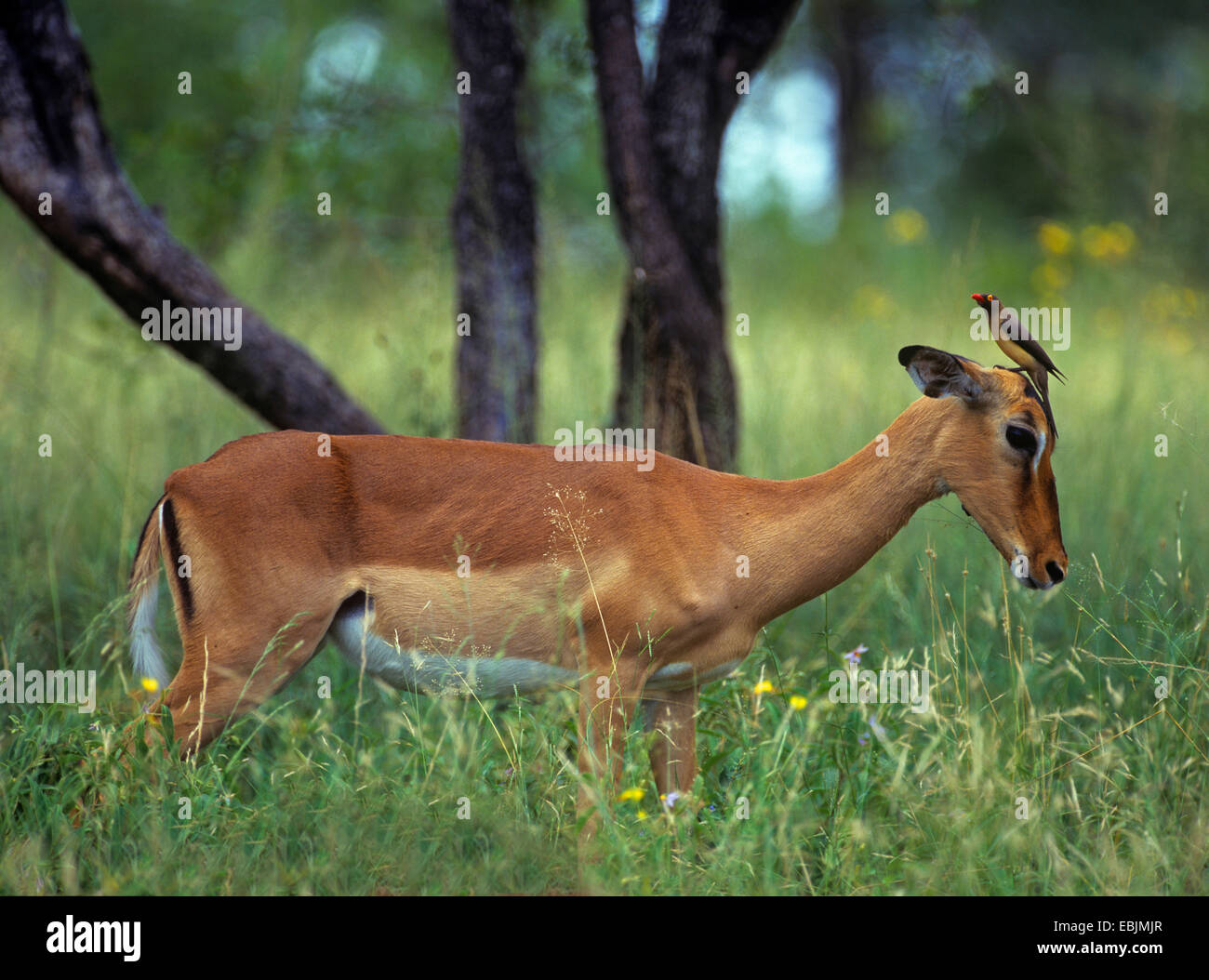 Impala bird hi-res stock photography and images - Alamy
