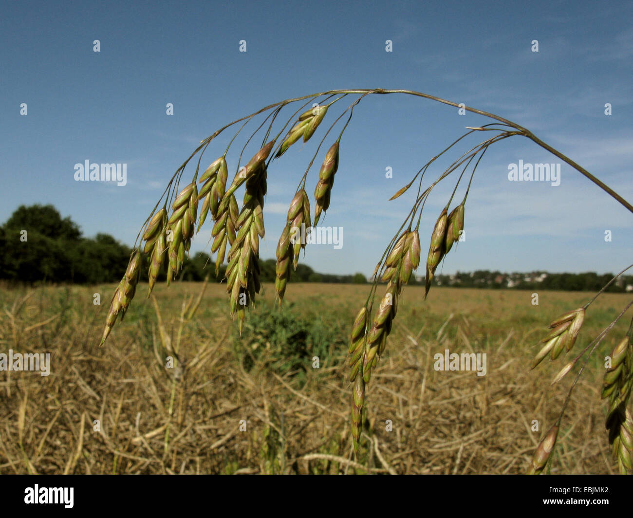 cheat, chess, rye brome, bromegrass (Bromus secalinus), inflorescence ...