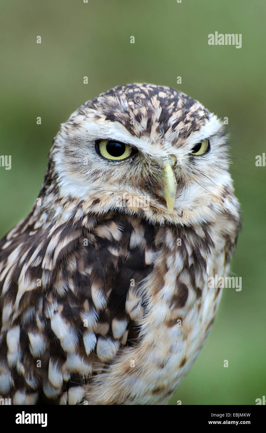 Little owl face hi-res stock photography and images - Alamy