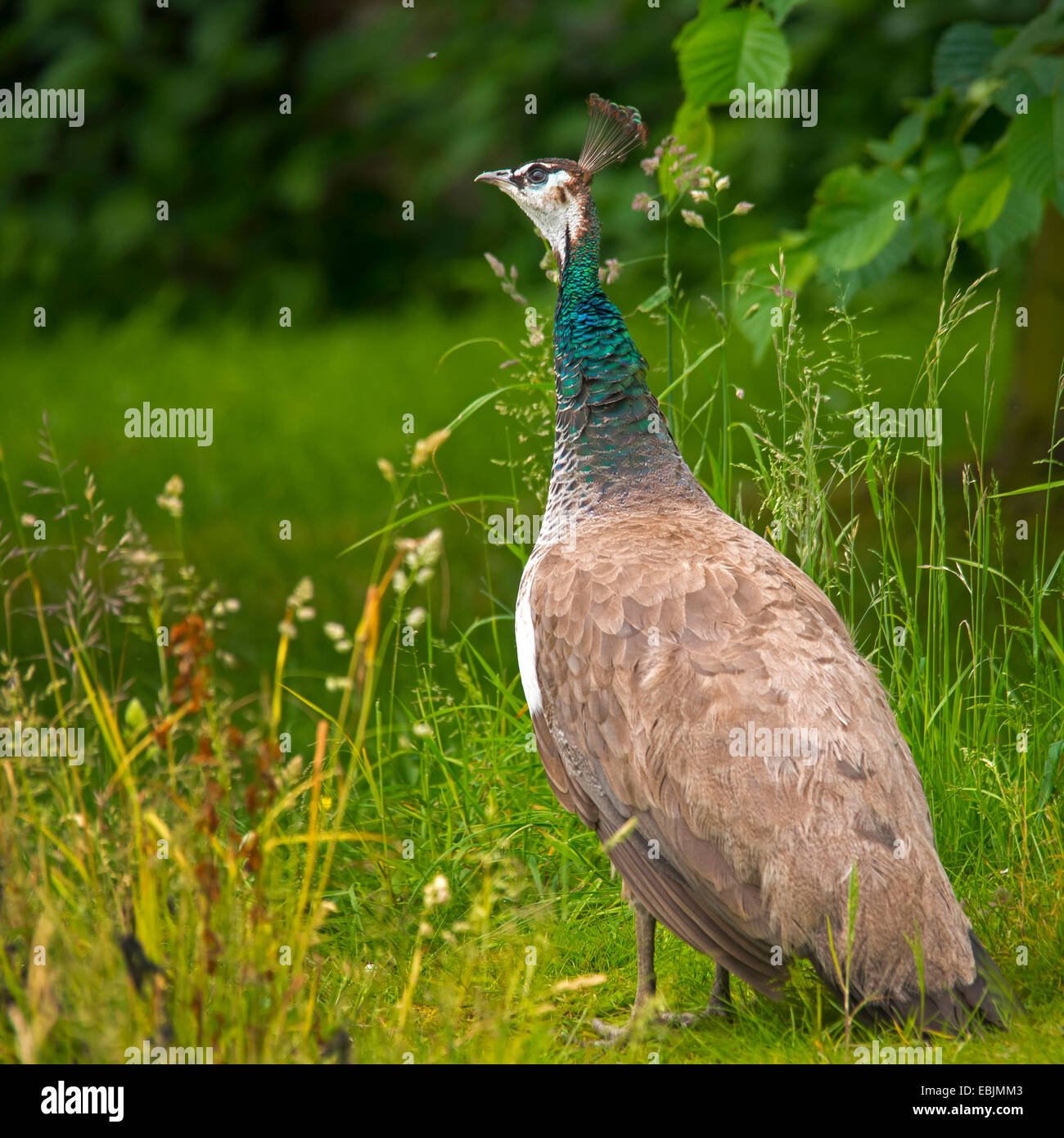 common peafowl (Pavo cristatus), hen watching insect Stock Photo - Alamy