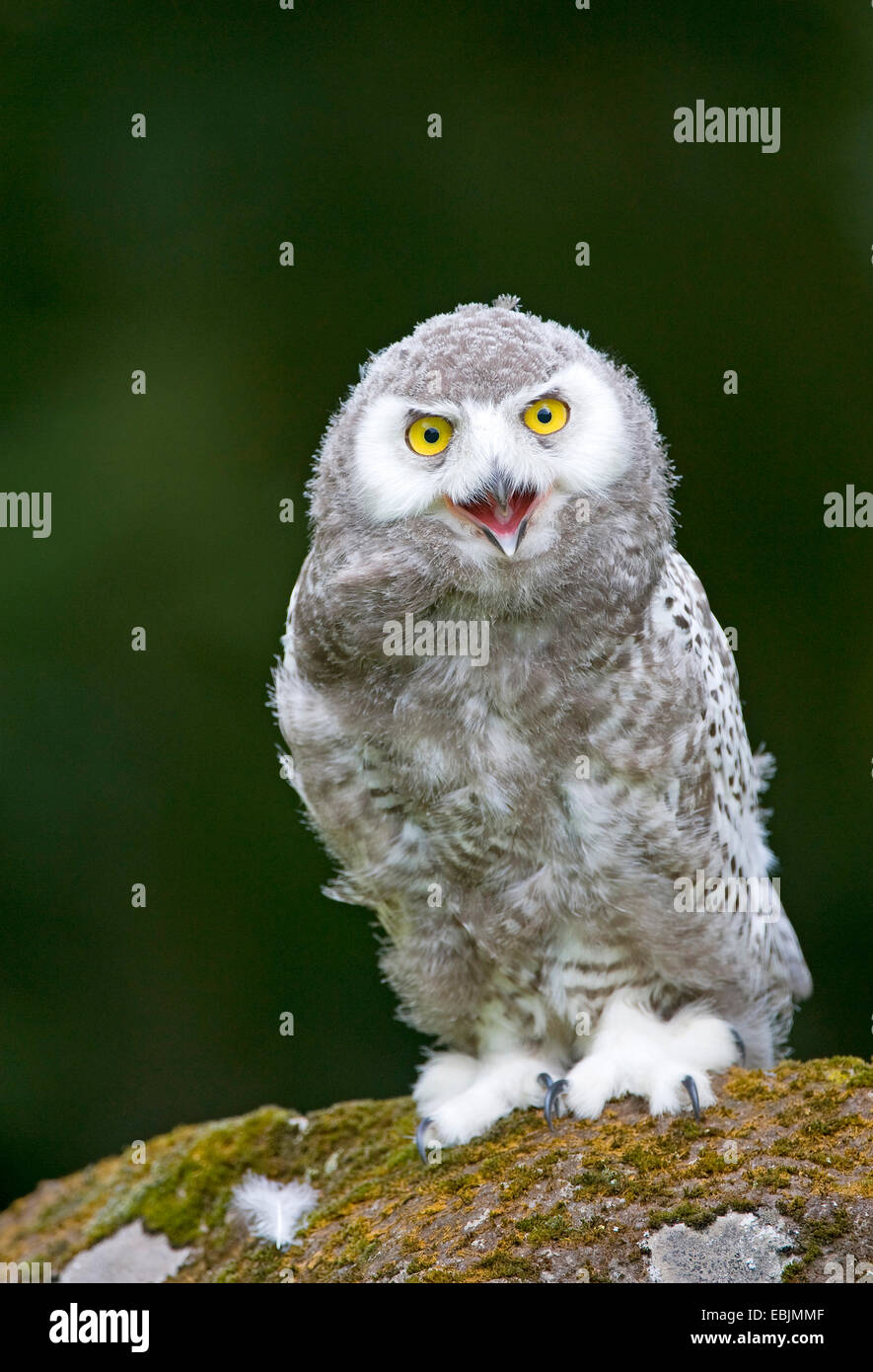Snowy Owl (Strix scandiaca, Nyctea scandiaca, Bubo scandiacus), sitting ...