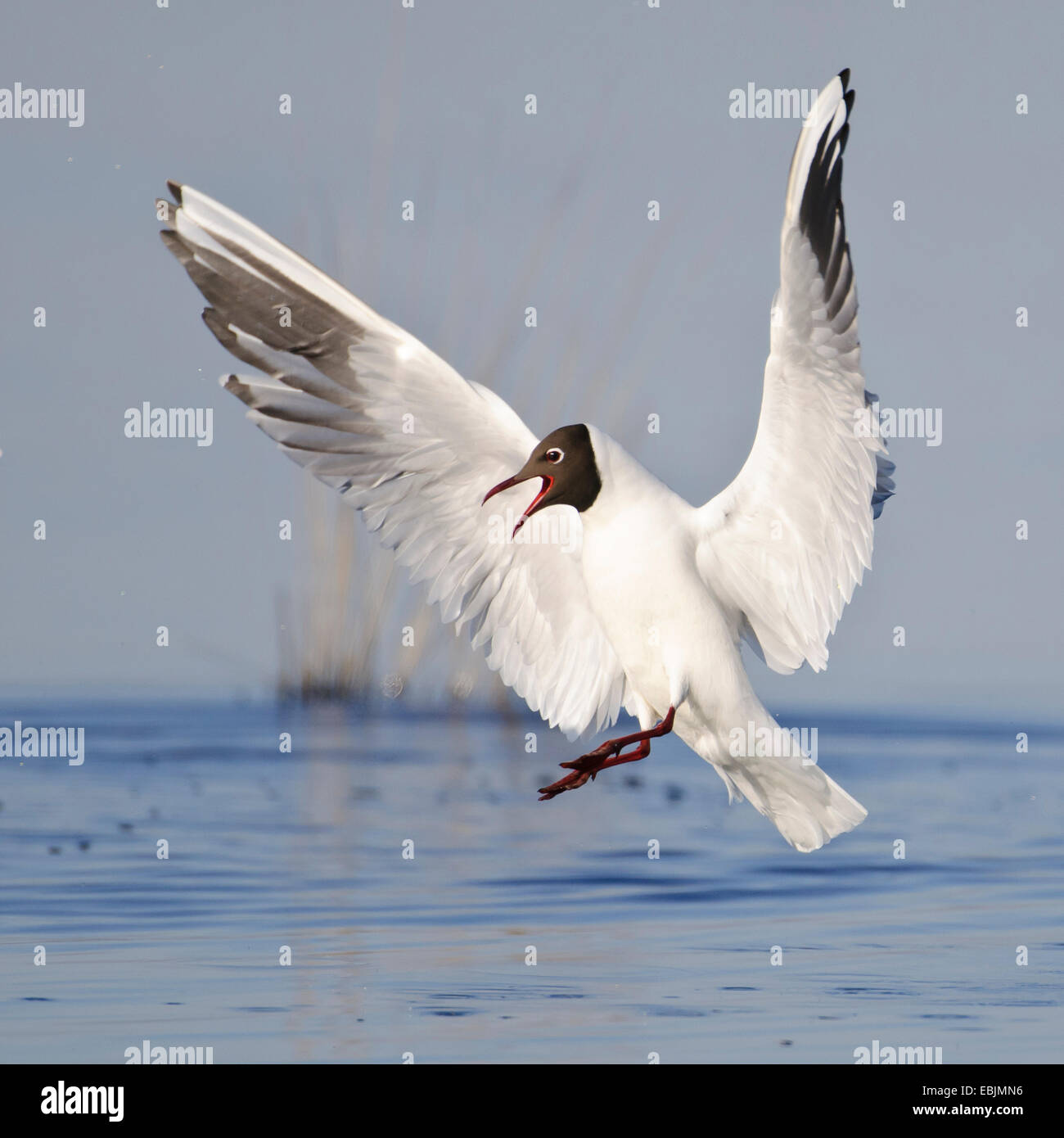 black-headed gull (Larus ridibundus, Chroicocephalus ridibundus ...