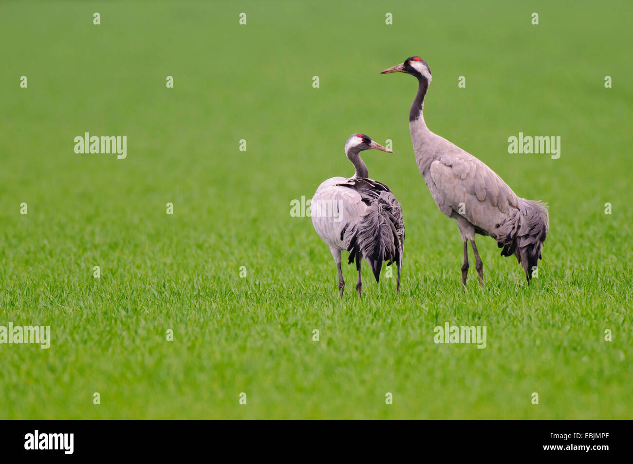 Pair of eurasian cranes hi-res stock photography and images - Alamy