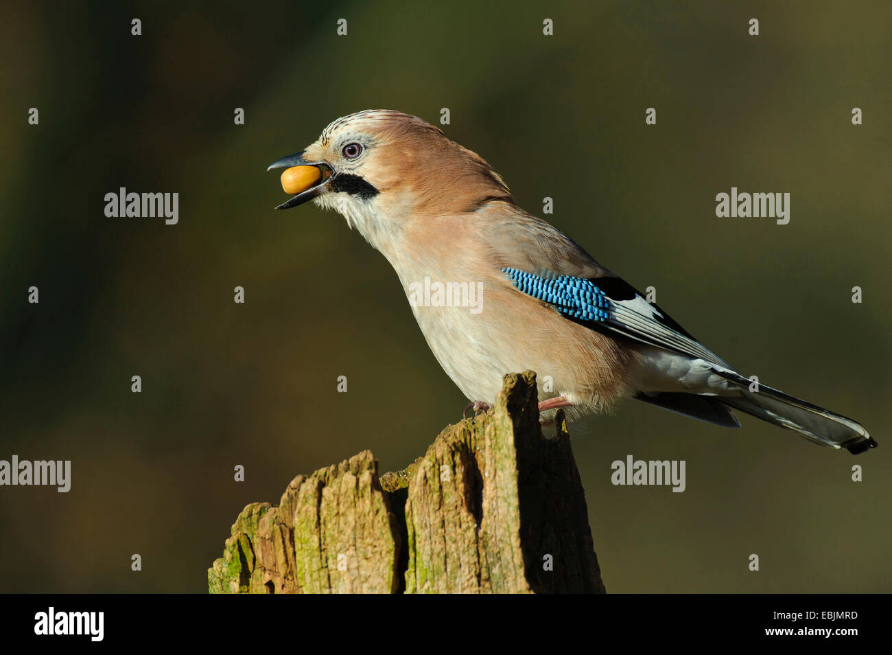 A jay with an acorn in its beak hi-res stock photography and images - Alamy