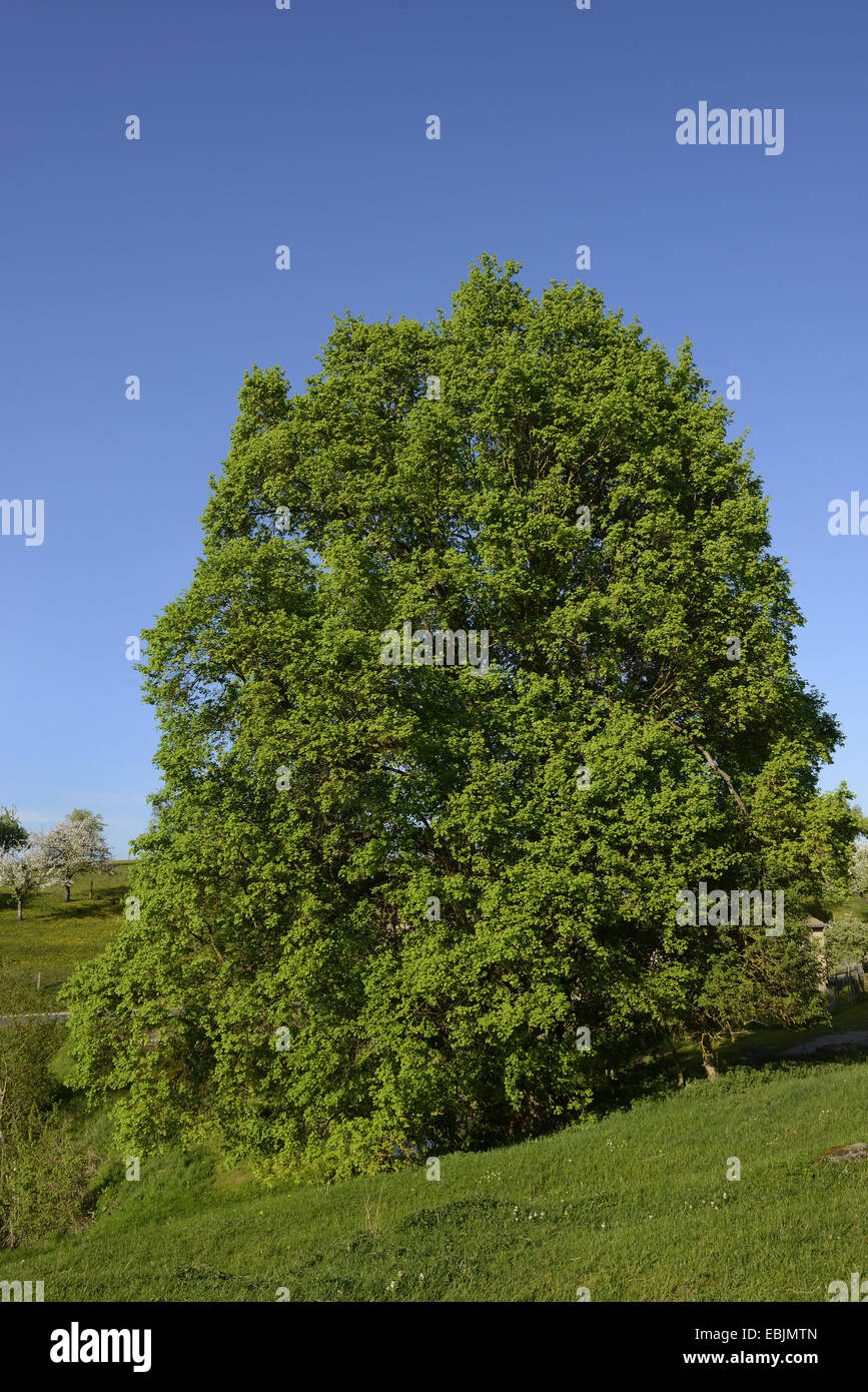 Fruit of maple tree hi-res stock photography and images - Alamy