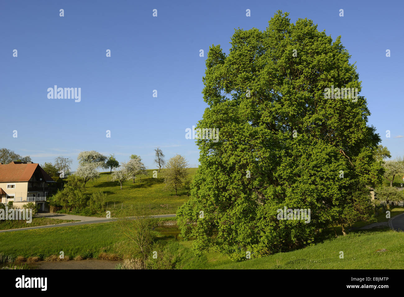 maple (Acer spec.), single tree in a meadow landscape in spring ...