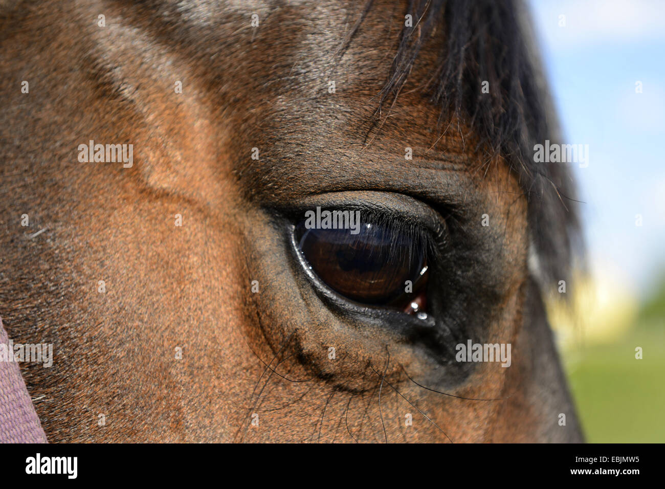 domestic horse (Equus przewalskii f. caballus), eye of a chestnut Stock ...