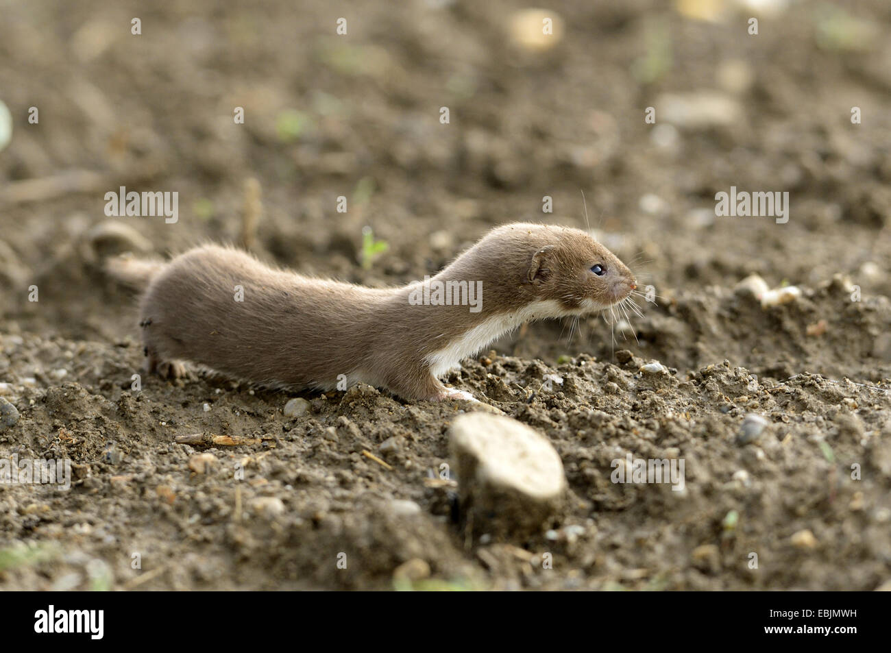 least weasel (Mustela nivalis), juvenile on an acre, Austria, Styria ...