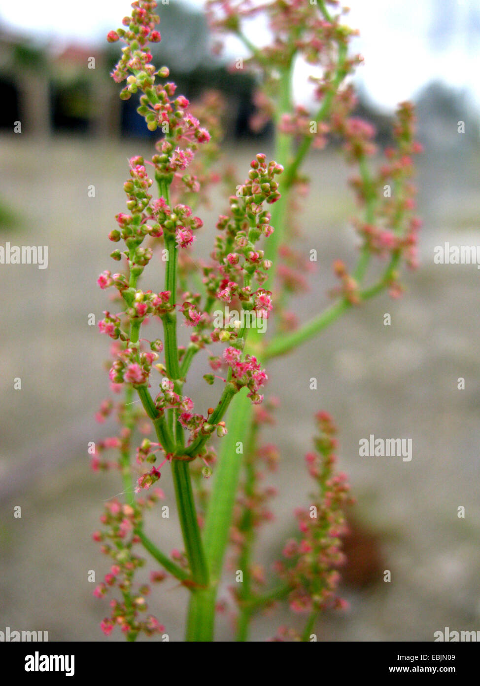 Rumex rugosus hi-res stock photography and images - Alamy