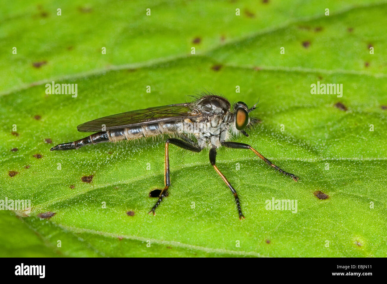Female flies insect insects hi-res stock photography and images - Alamy