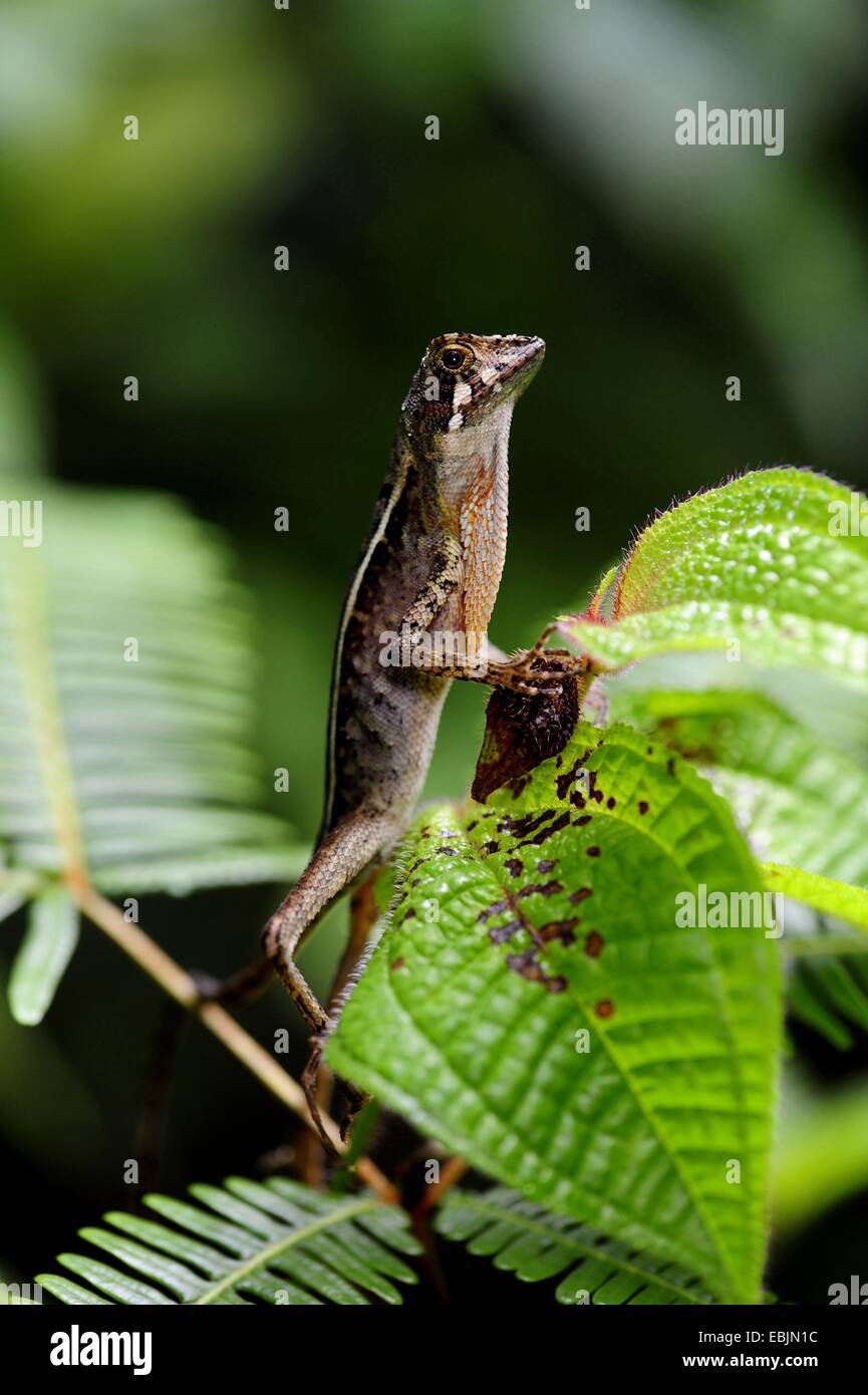 Sri lankan kangaroo lizard otocryptis wiegmanni hi-res stock ...