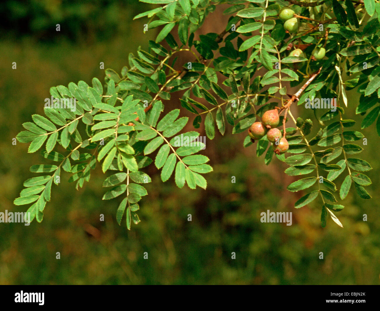 Service trees sorbus domestica hi-res stock photography and images - Alamy