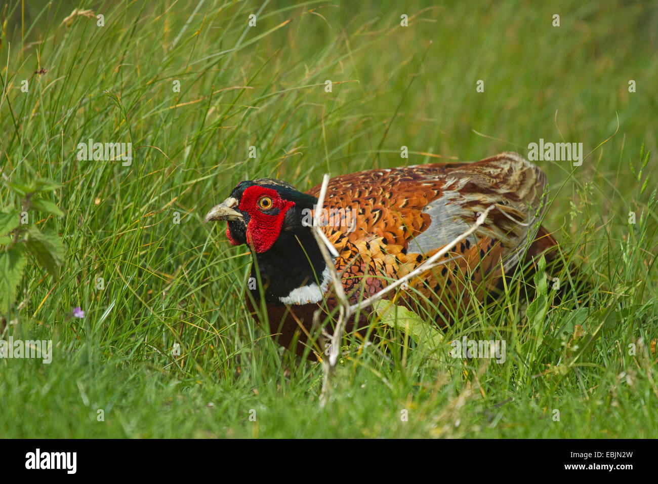 common pheasant, Caucasus Pheasant, Caucasian Pheasant (Phasianus ...