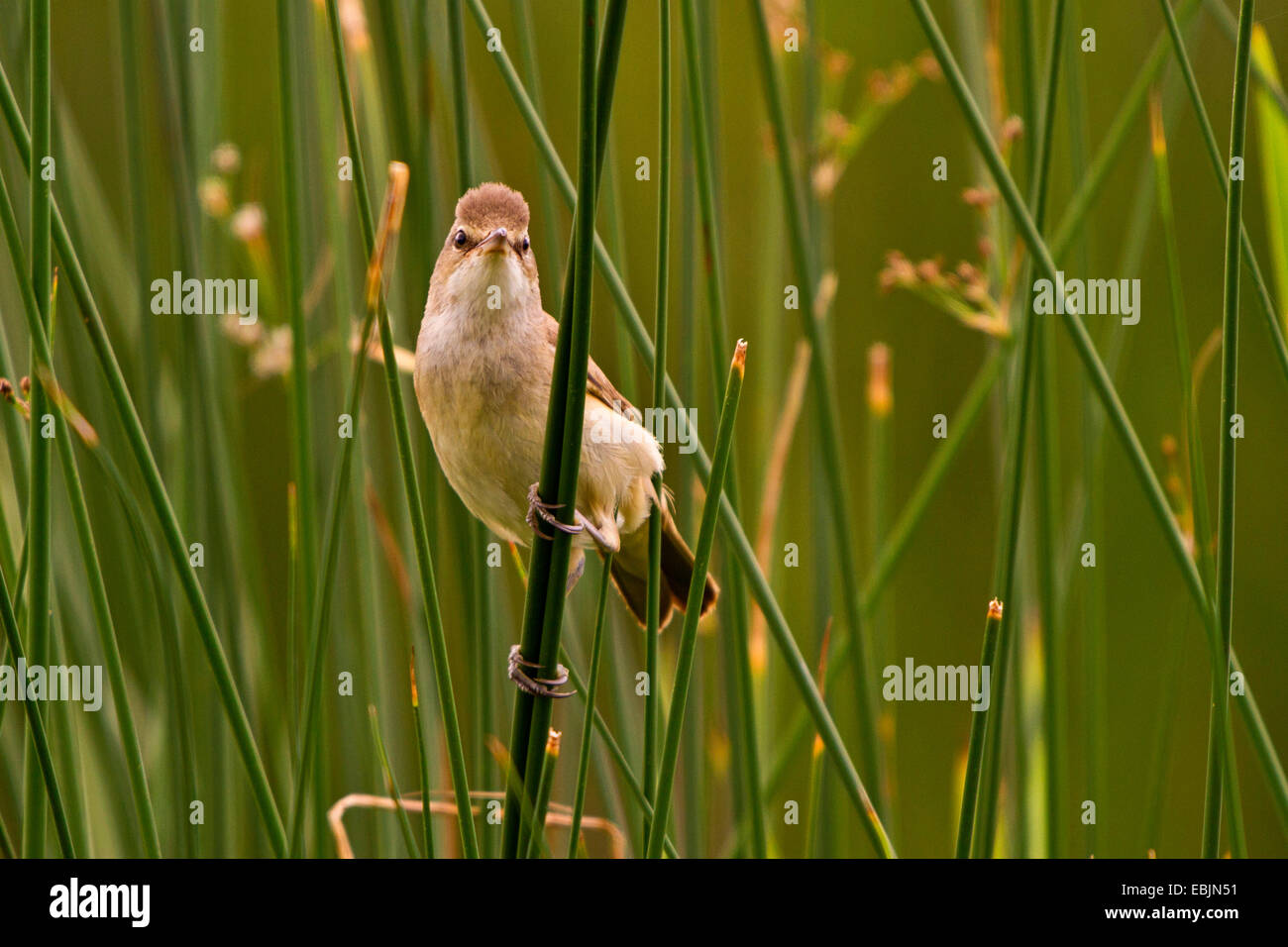 great reed warbler (Acrocephalus arundinaceus), sitting at rush stem ...