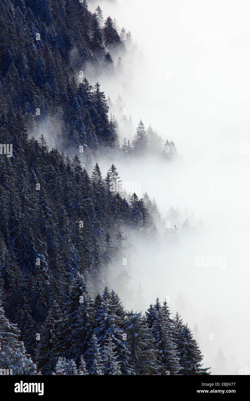 Norway spruce (Picea abies), view from the Rigi at a snowbound spruce ...