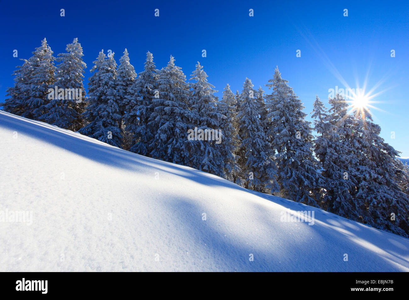 Norway spruce (Picea abies), snowbound spruce forest at a slope in front of a clear blue sky on ...