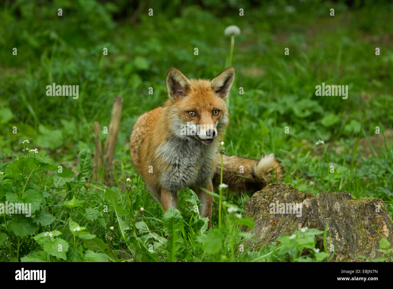 red fox (Vulpes vulpes), standing in a meadow, Germany Stock Photo - Alamy