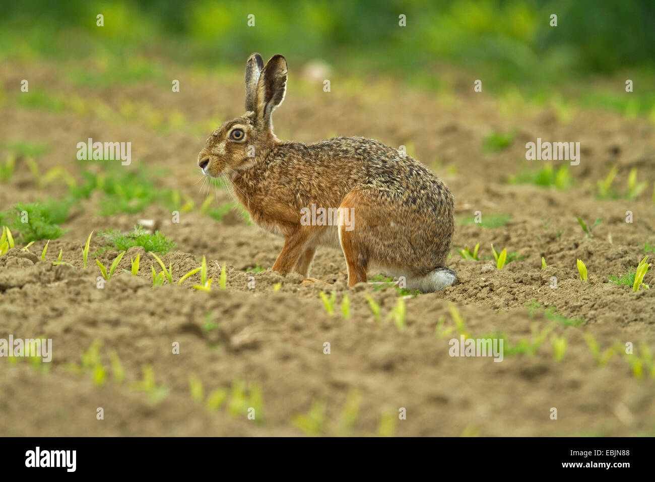 European hare (Lepus europaeus), sitting on an acre with young plants ...