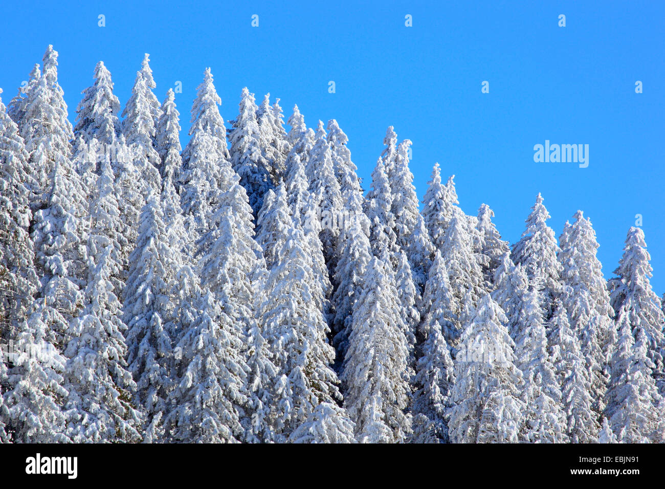 Norway spruce (Picea abies), snowbound spruce forest at a slope in front of a clear blue sky on ...