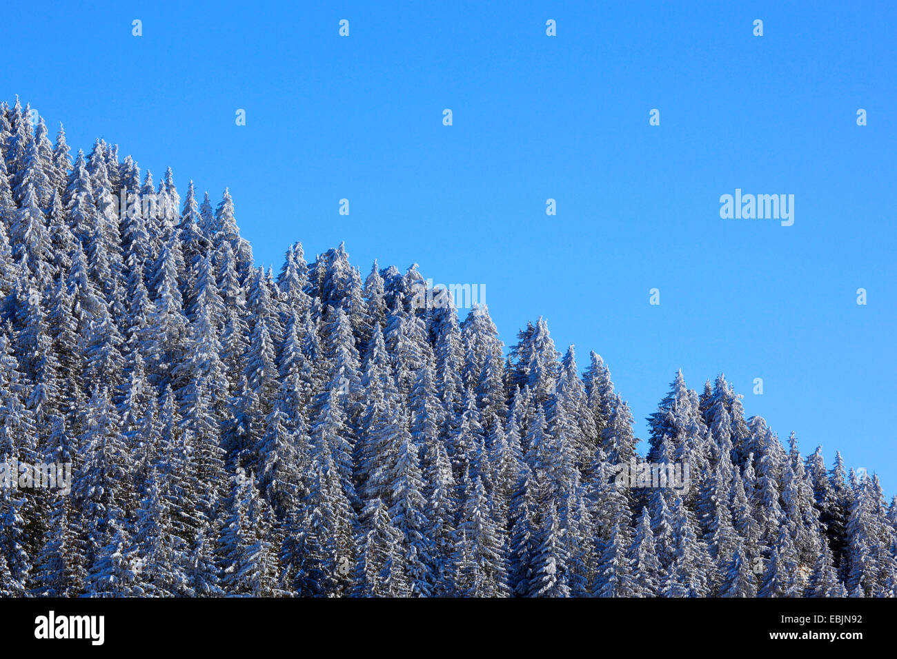 Norway spruce (Picea abies), snowbound spruce forest at a slope in front of a clear blue sky on ...