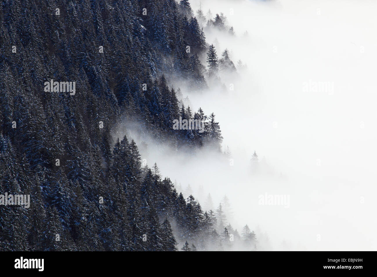 Norway spruce (Picea abies), view from the Rigi at a snowbound spruce ...