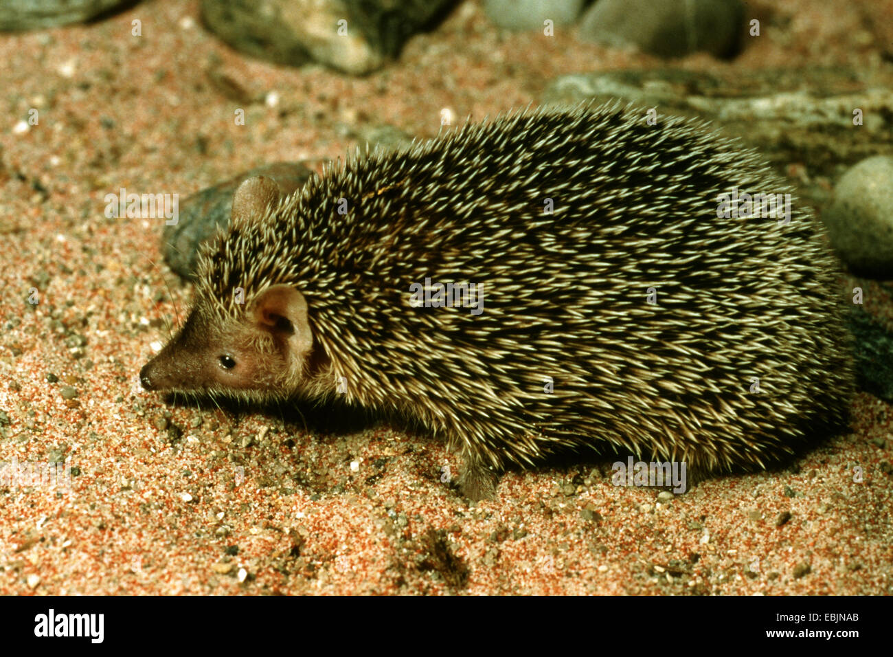 lesser hedgehog-tenrec (Echinops telfairi), on sand ground Stock Photo ...