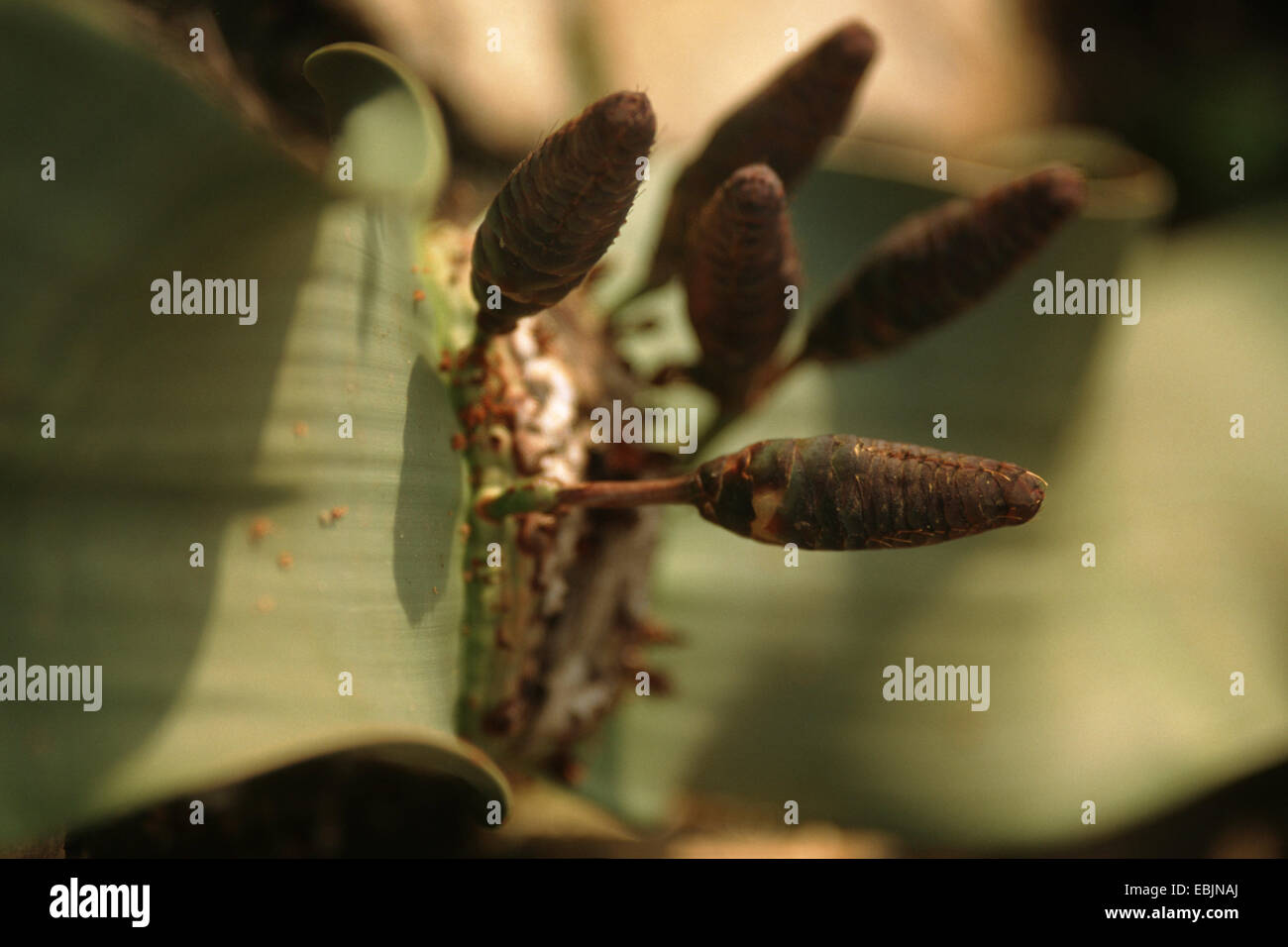 Welwitschia flower hi-res stock photography and images - Alamy