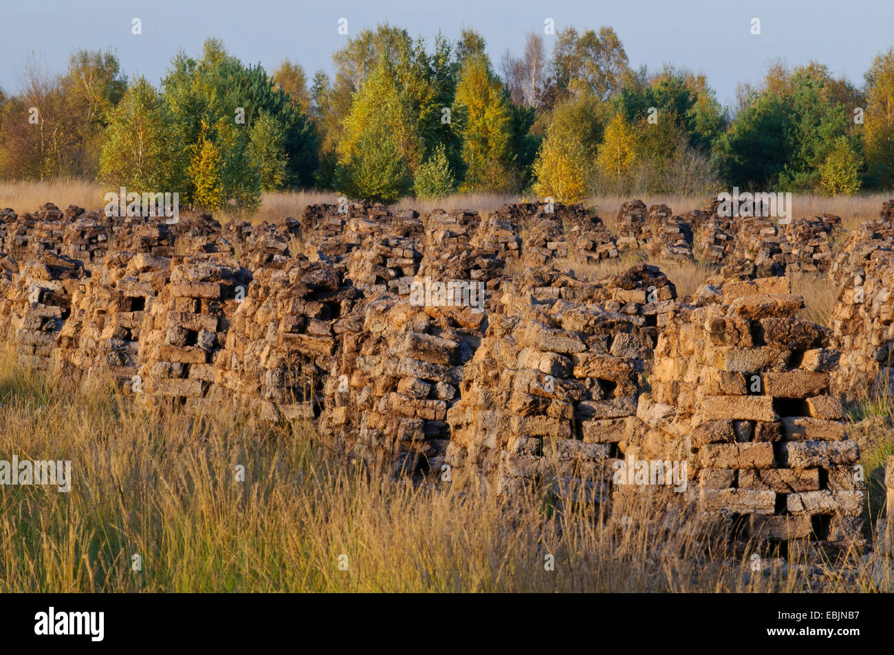 stacks of bales of peat at the peat extraction at the Goldenstedter ...