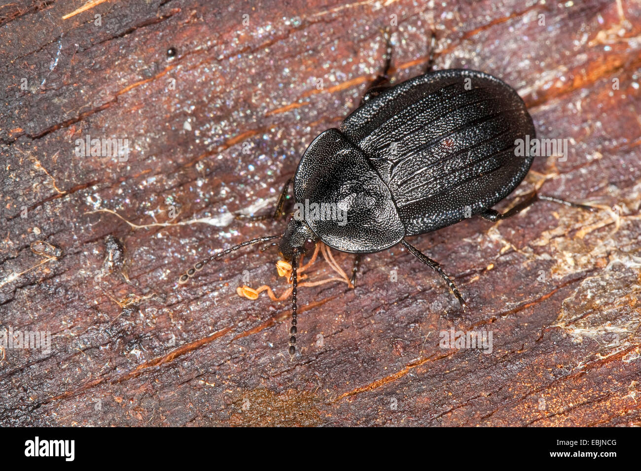 carion beetle (Phosphuga atrata, Silpha atrata), sitting on deadwood ...