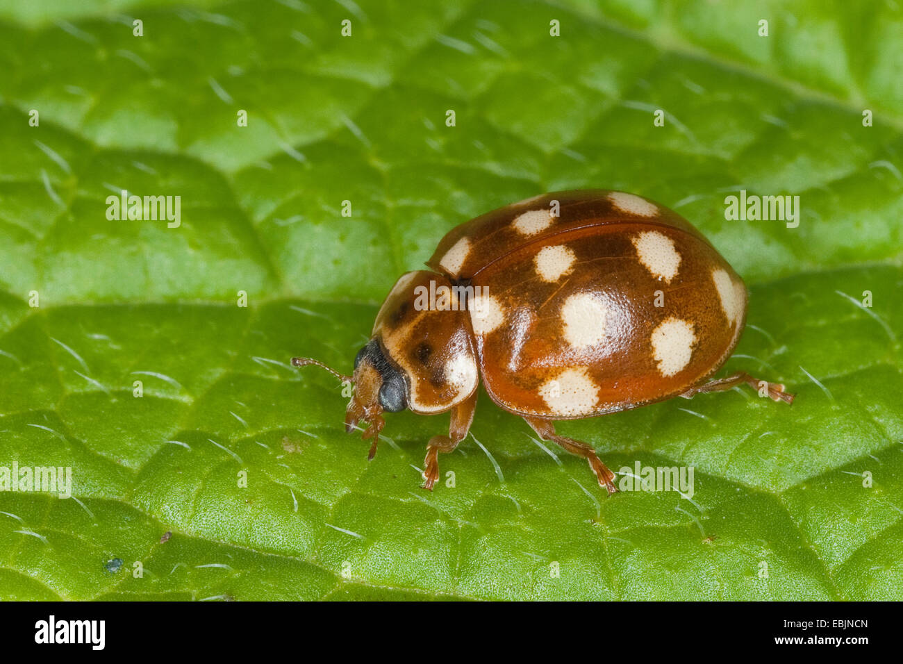 Calvia 14-guttata, cream-spot ladybird, cream spot ladybird, Cream ...