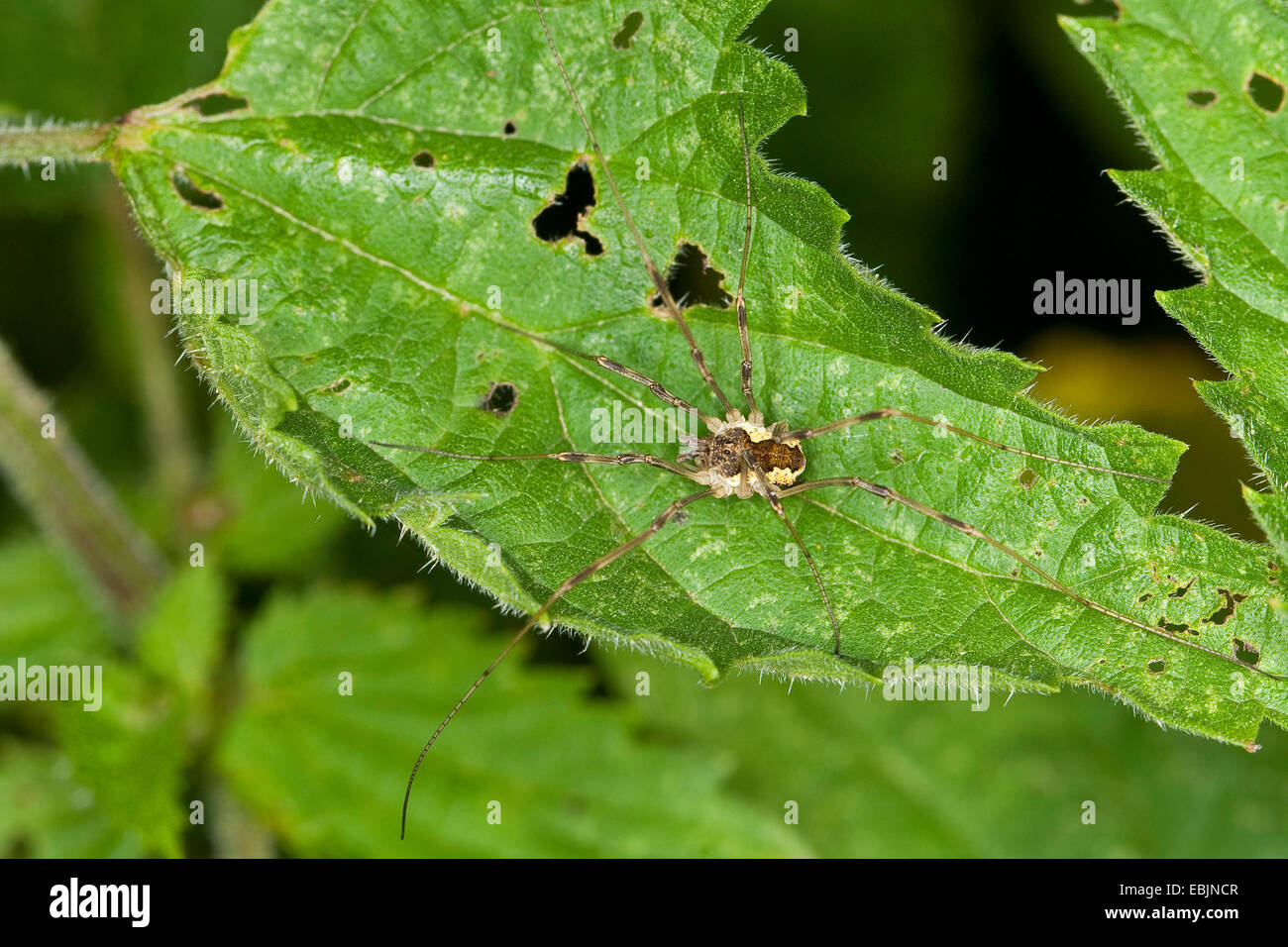 harvestman (Mitopus morio), sitting on a leaf, Germany Stock Photo - Alamy