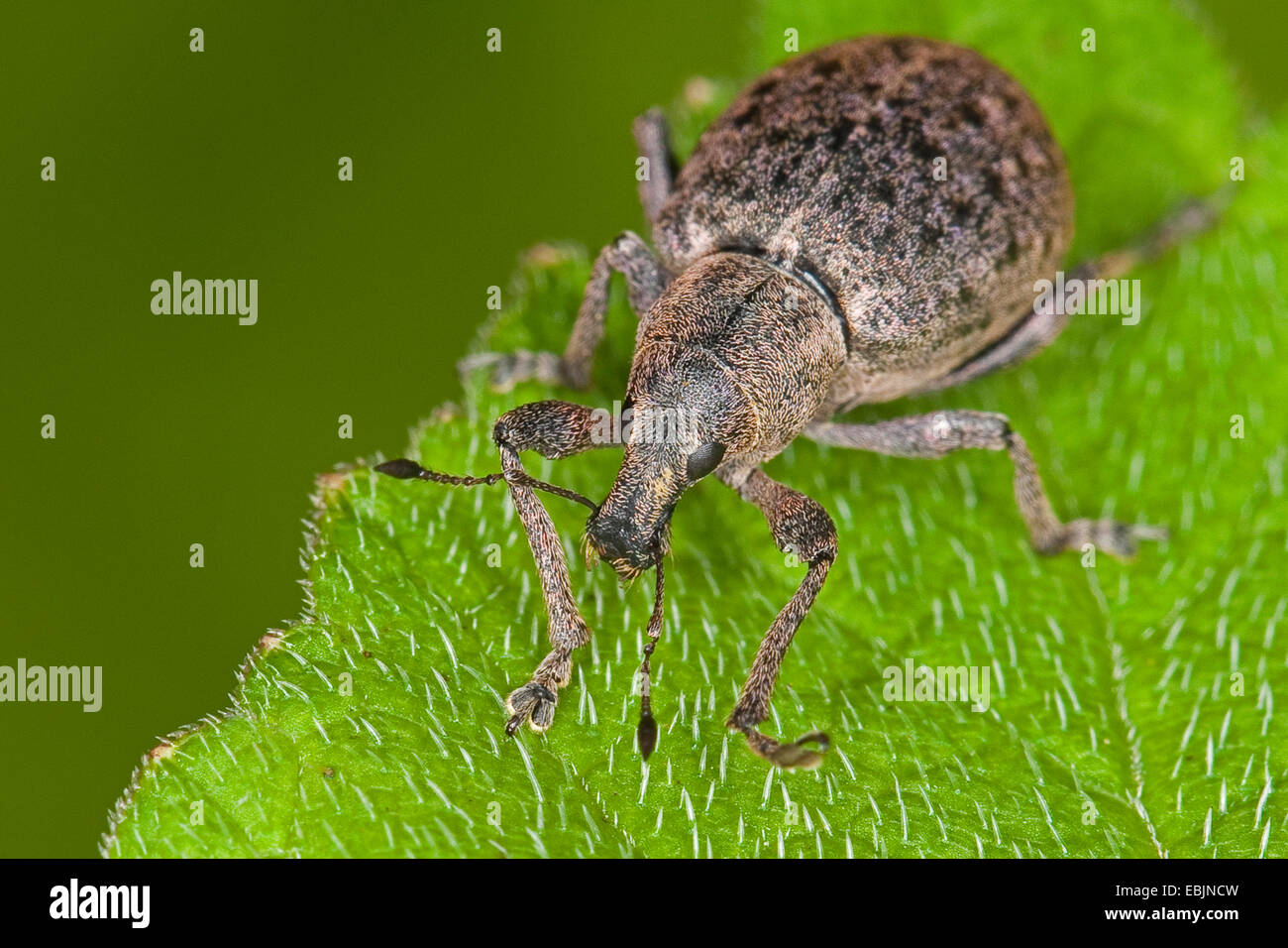 Weevil (Liophloeus tessulatus, Liophloeus nubilus, Liophloeus maurus ...