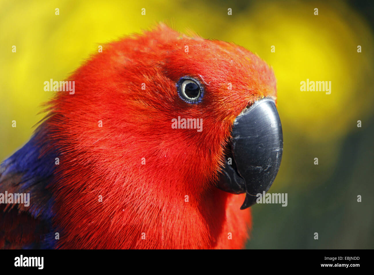 eclectus parrot (Eclectus roratus), portrait Stock Photo - Alamy