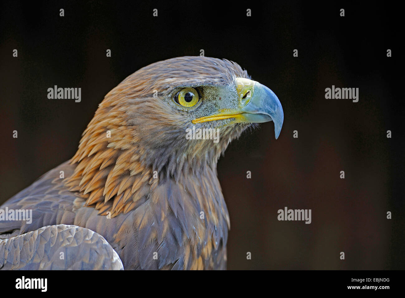 golden eagle (Aquila chrysaetos), portrait, Germany Stock Photo - Alamy