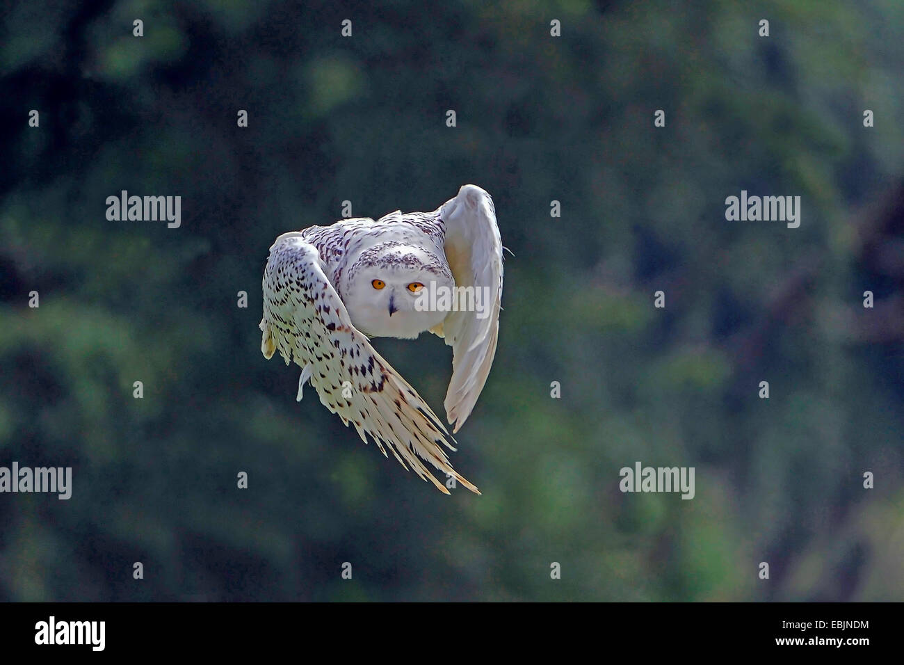 Snowy Owl (Strix scandiaca, Nyctea scandiaca, Bubo scandiacus), flying ...