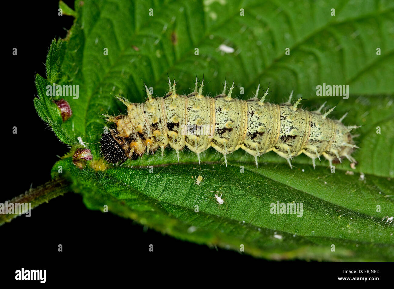 Caterpillar feeding from a nettle leaf hi-res stock photography and ...