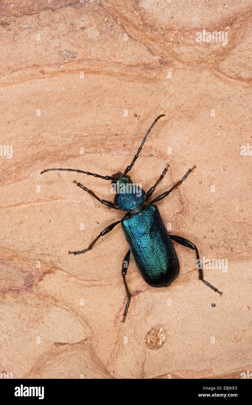 Violet tanbark beetle, Longhorn beetle, Long-horned beetle (Callidium ...