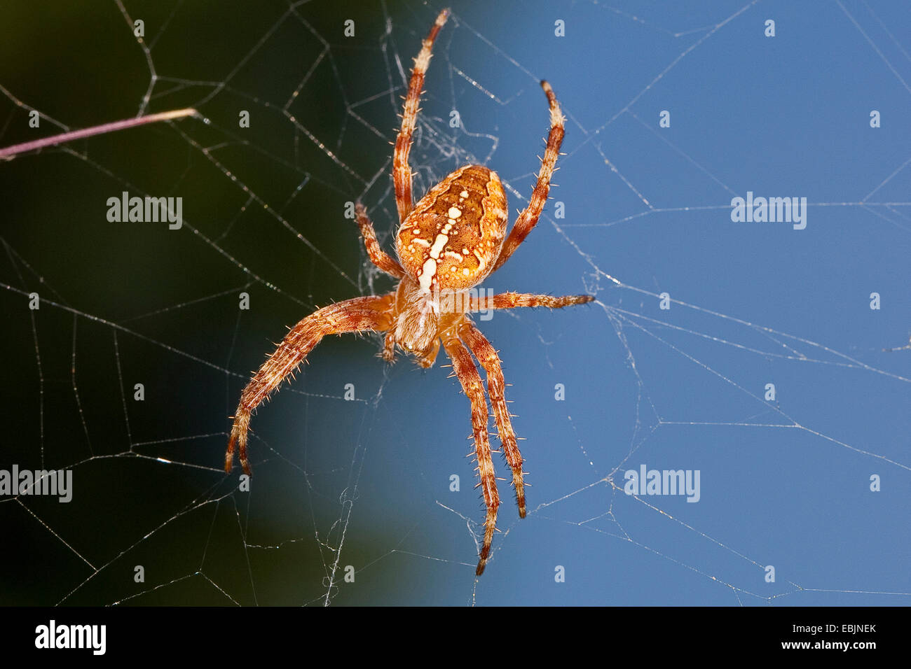 Cross spider portrait hi-res stock photography and images - Alamy