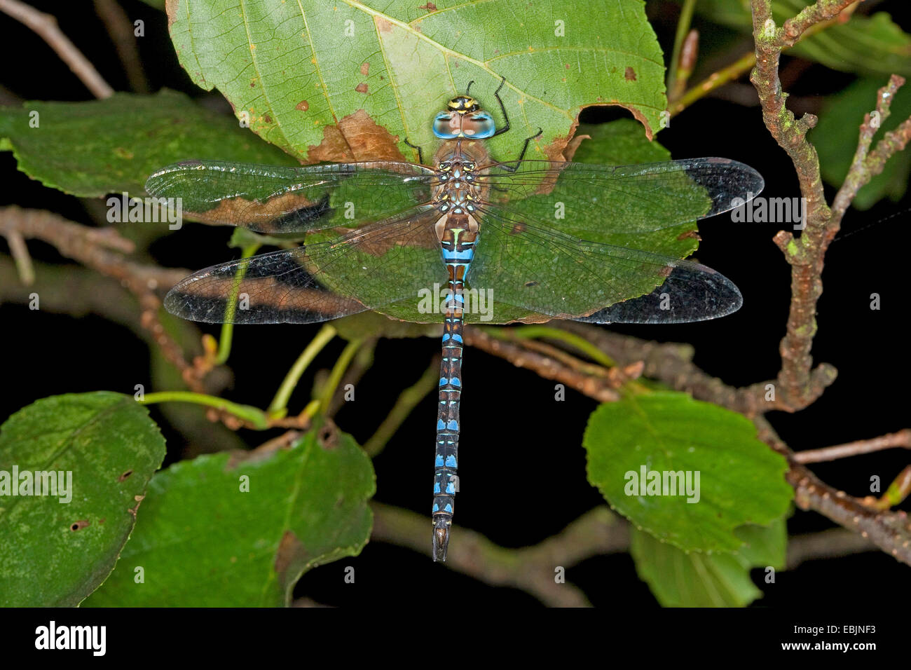 Scarce Aeshnas Stock Photos & Scarce Aeshnas Stock Images - Alamy