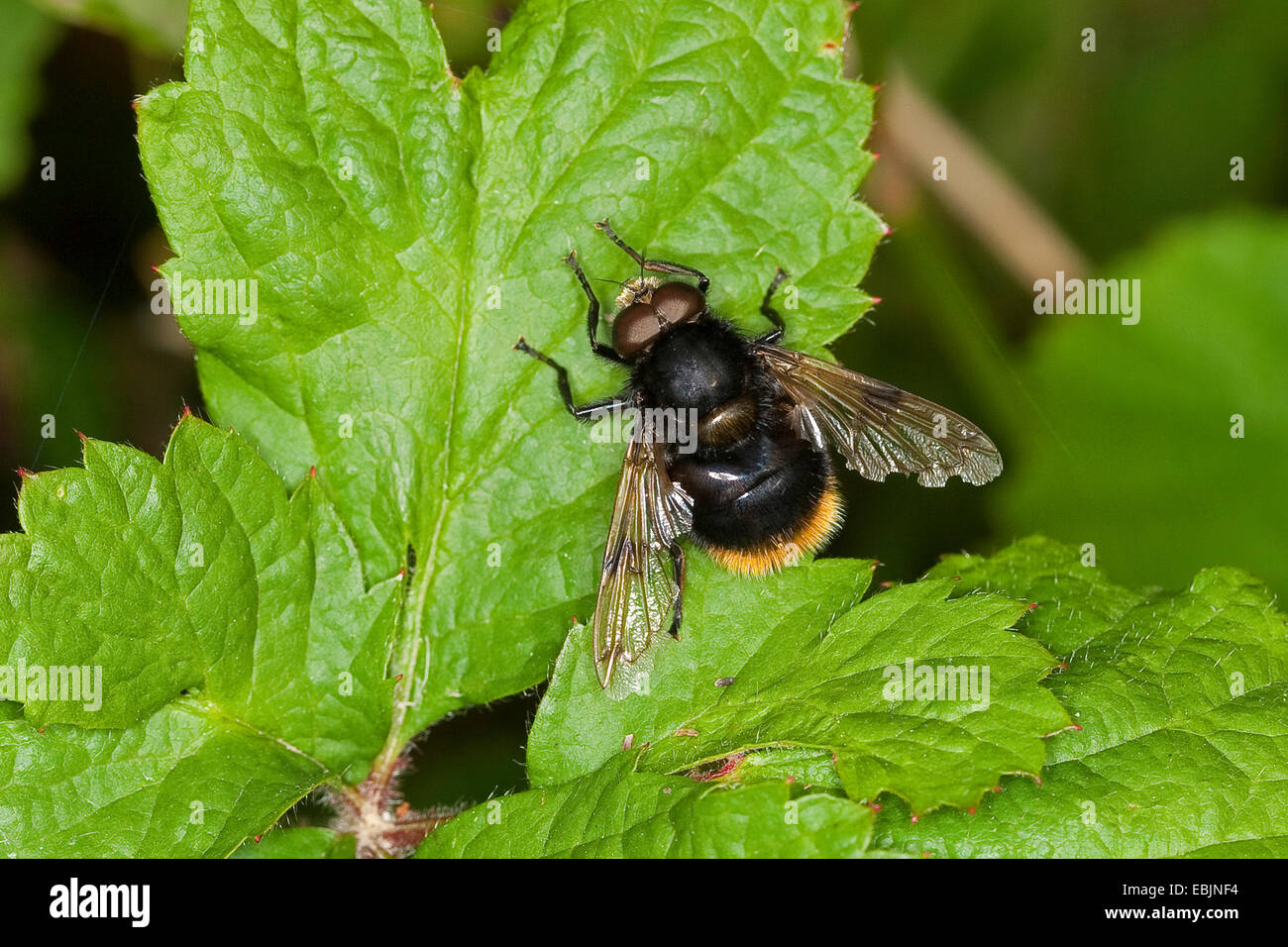 Bumblebee mimic hoverfly (Volucella bombylans), male at a nettle leaf ...