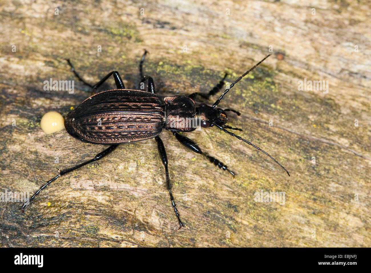 field ground beetle (Carabus granulatus), male sitting on deadwood ...