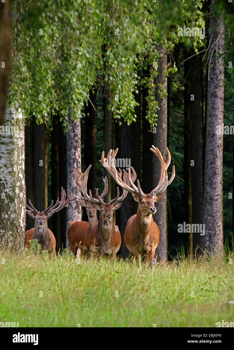Stags hi-res stock photography and images - Alamy